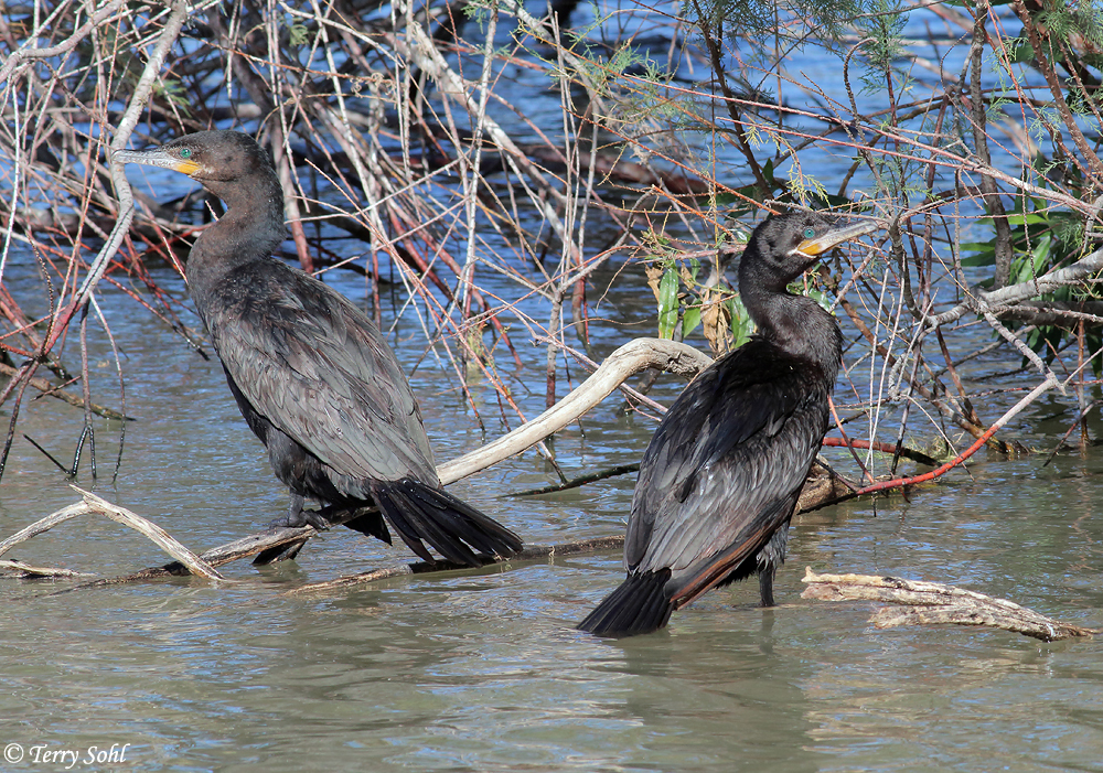 Great Cormorant - Species Information and Photos