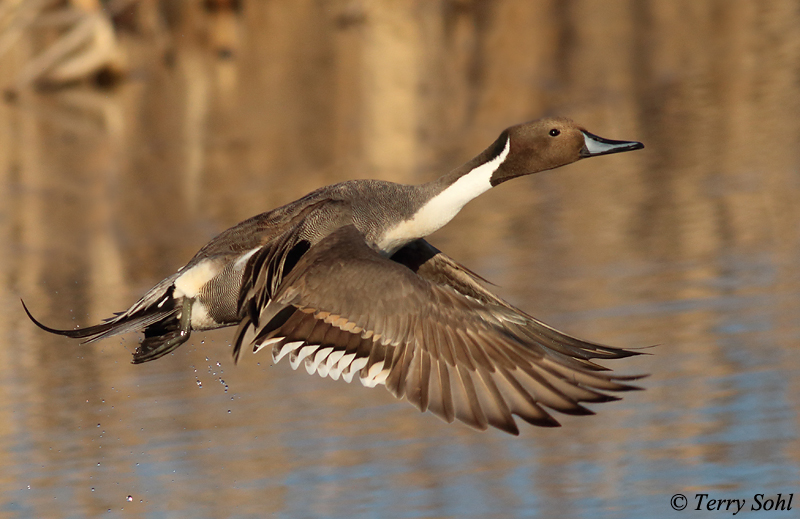 Northern Pintail - Anas acuta