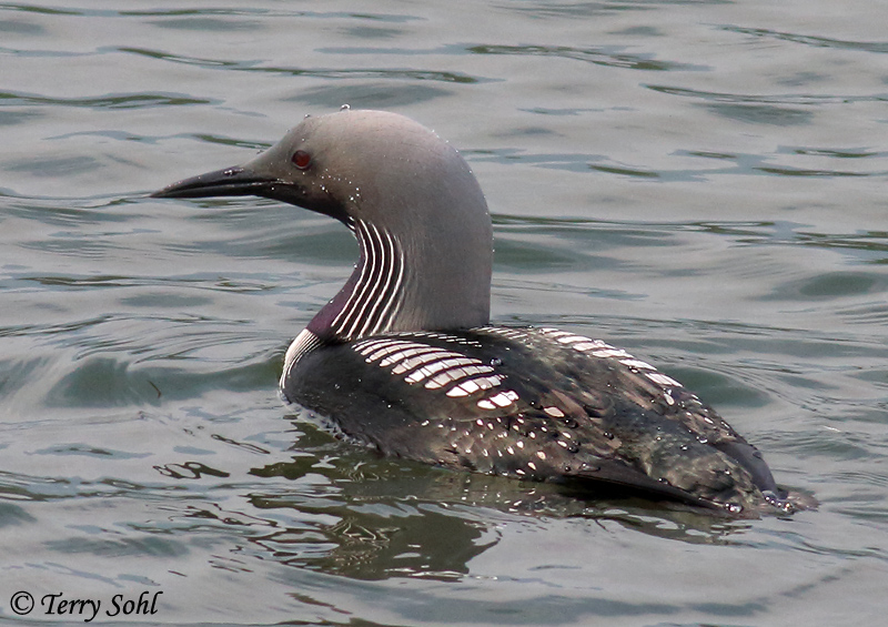 Pacific Loon - Gavia pacifica