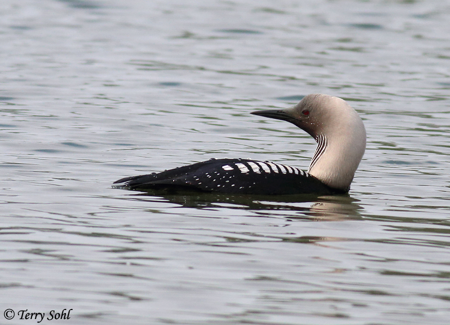 Pacific Loon - Gavia pacifica