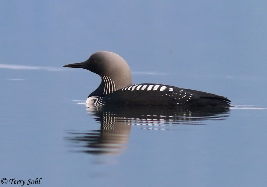 Pacific Loon - Gavia pacifica