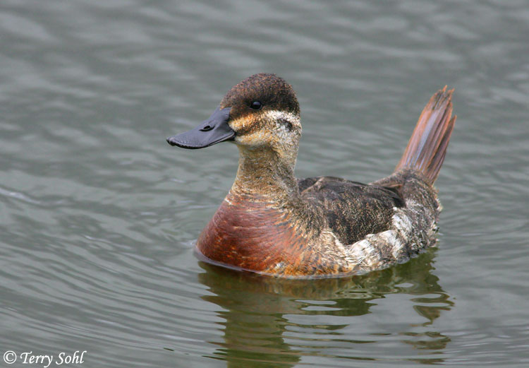 Ruddy Duck Female