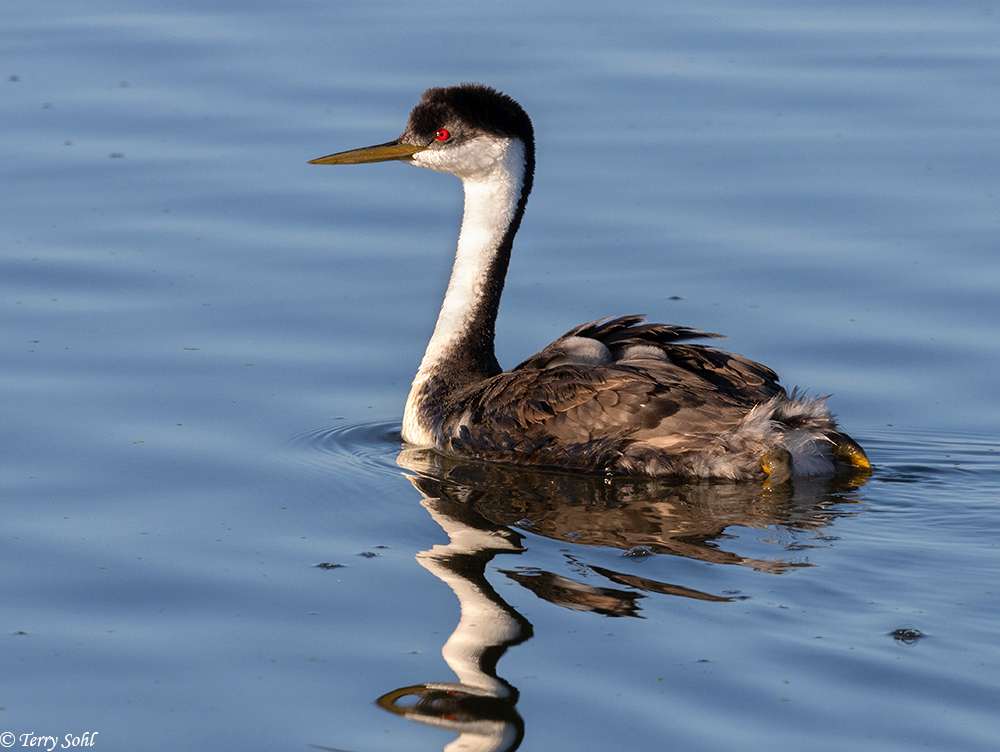 Identification Keys and Tips - Western vs. Clark's Grebe