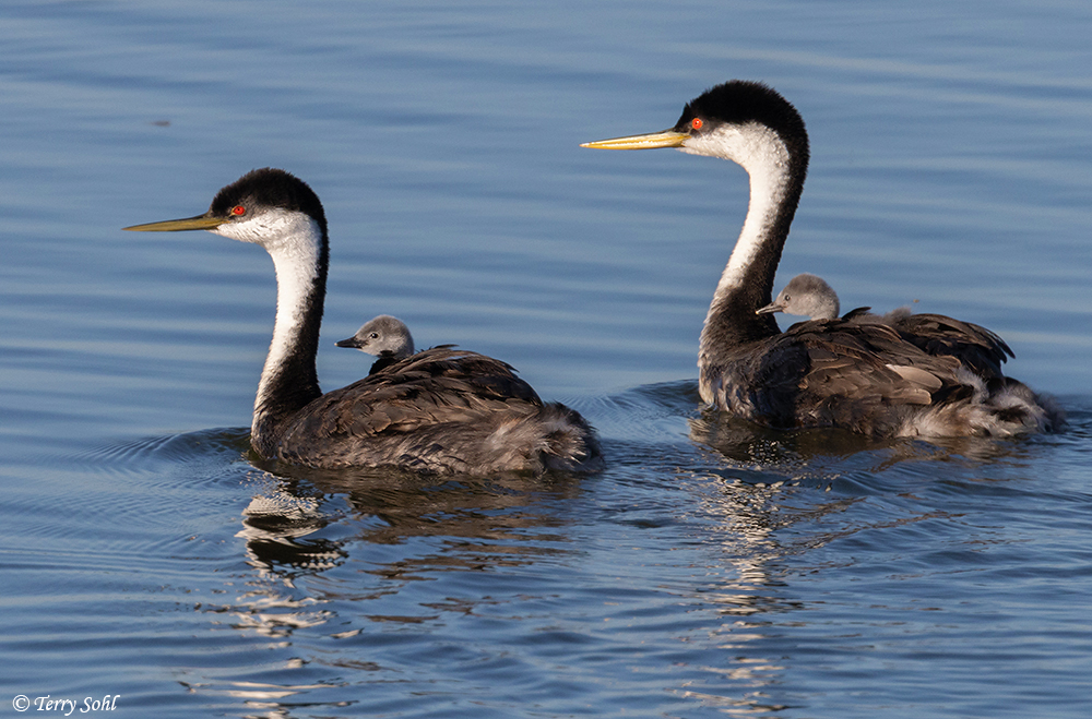Western Grebe - Aechmophorus occidentalis