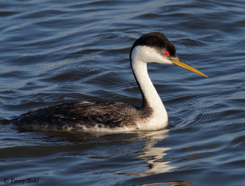Western Grebe - Aechmophorus occidentalis