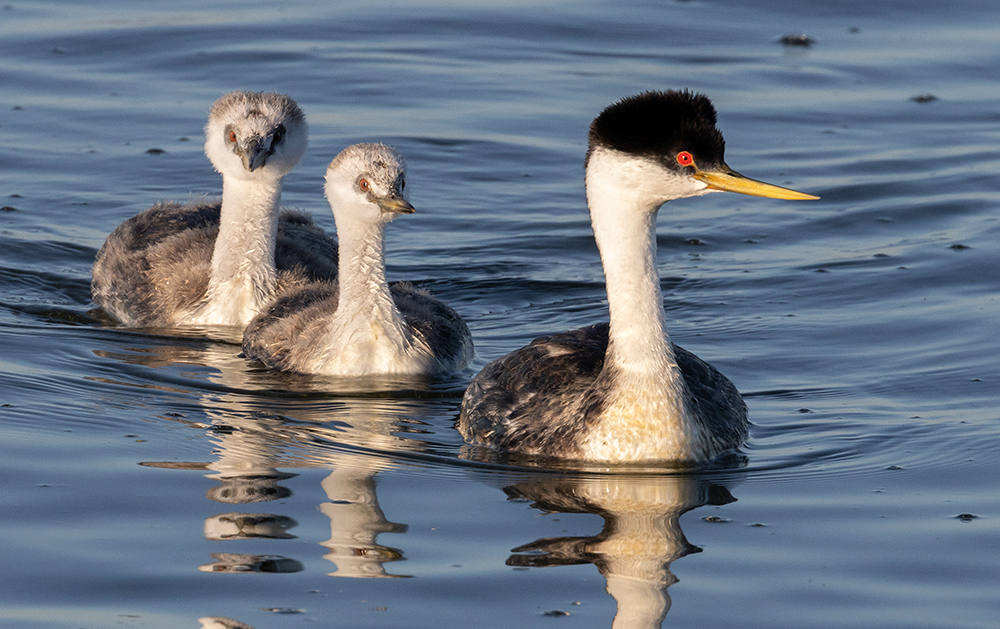 Western Grebe - Aechmophorus occidentalis