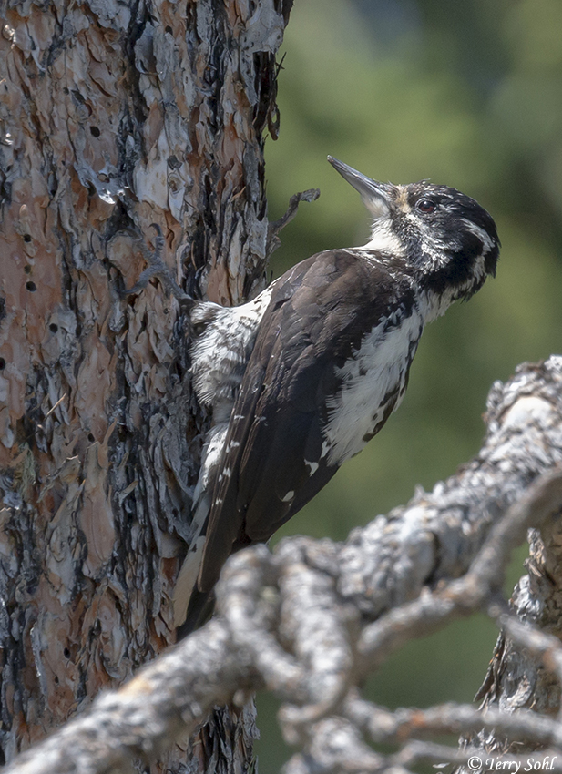 American Three-toed Woodpecker - South Dakota Birds and Birding