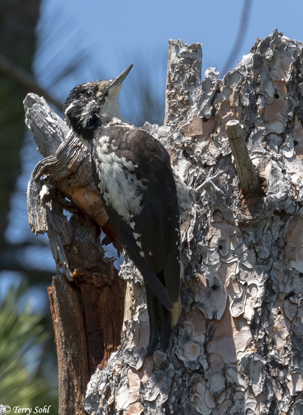 American Three Toed Woodpecker