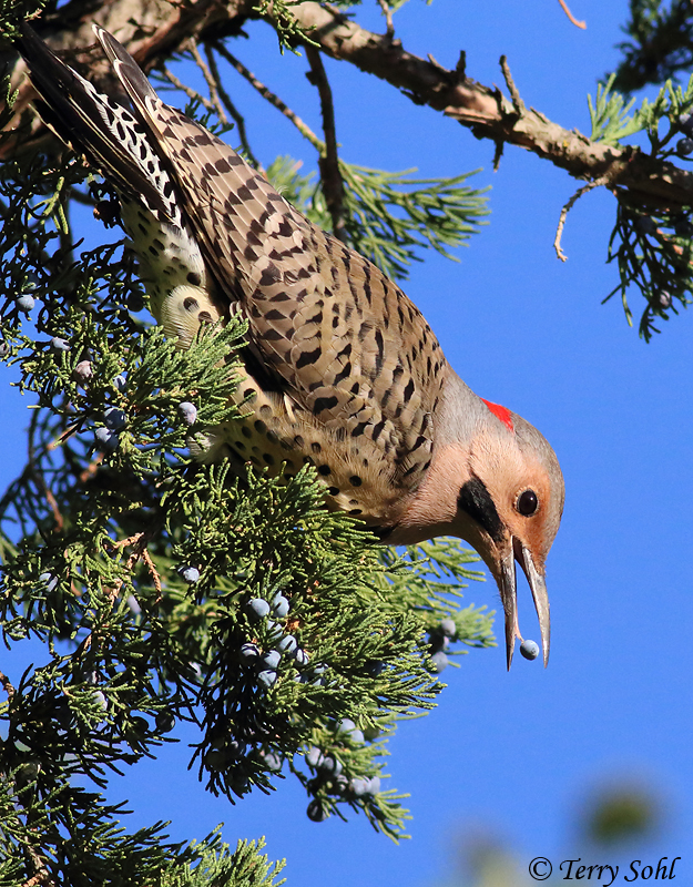 Northern Flicker Photos - Photographs - Pictures