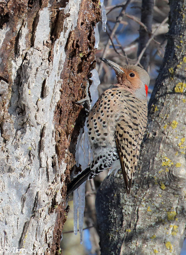 Northern Flicker Photos - Photographs - Pictures