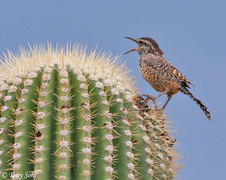 Campylorhynchus brunneicapillus (Cactus wren)