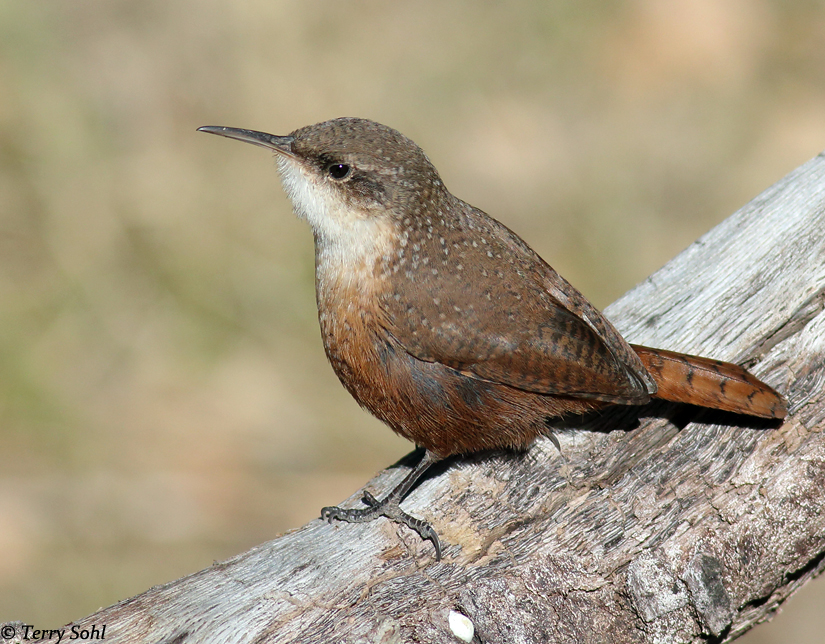 Canyon Wren Photo - Photograph - Picture