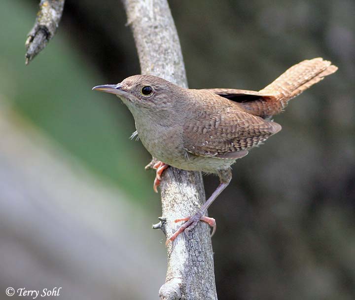 House Wren Photos - Photographs - Pictures