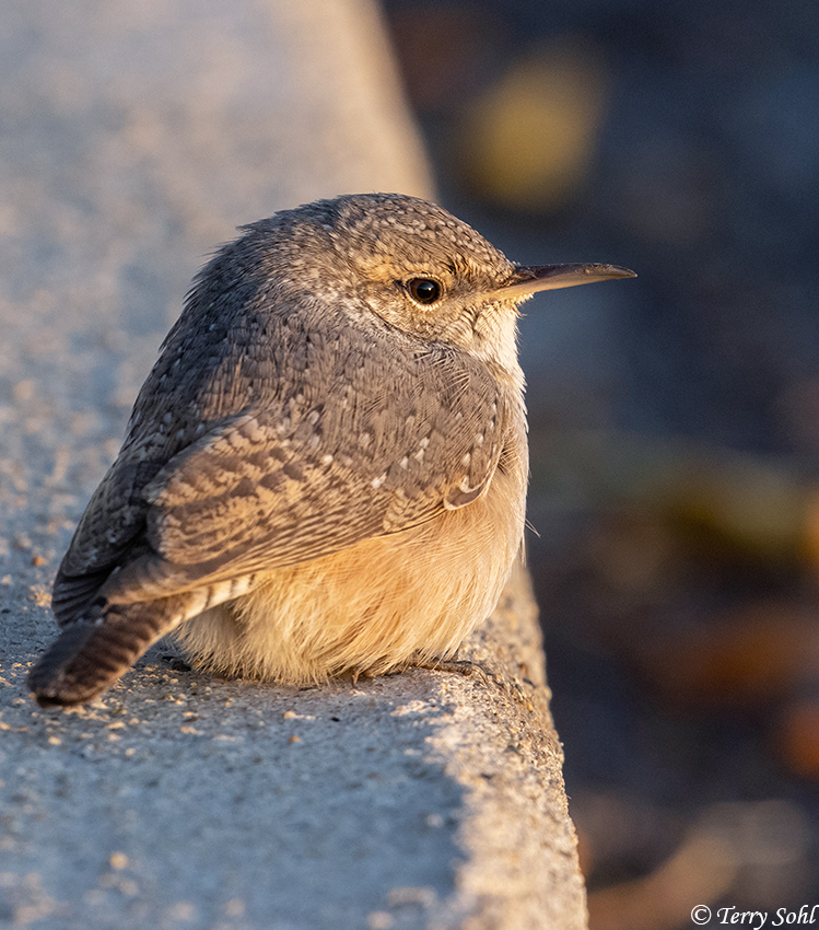 Rock Wren - South Dakota Birds and Birding