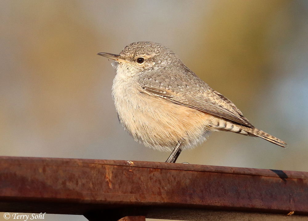 Rock Wren - South Dakota Birds and Birding